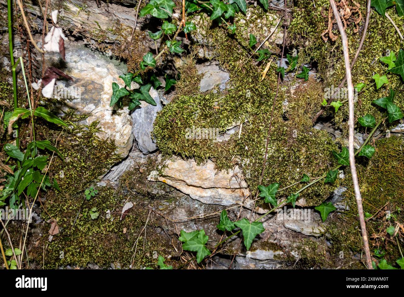 Nature's resilience is vividly displayed as a mix of wild grass, ivy, and decaying leaves ...