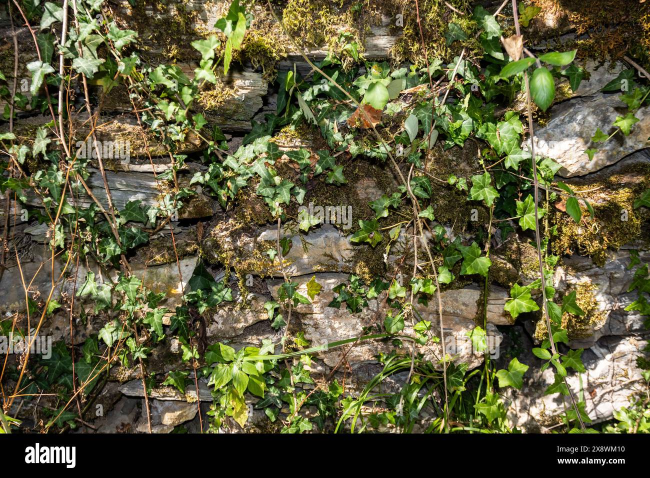 Vibrant sense of texture hi-res stock photography and images - Alamy