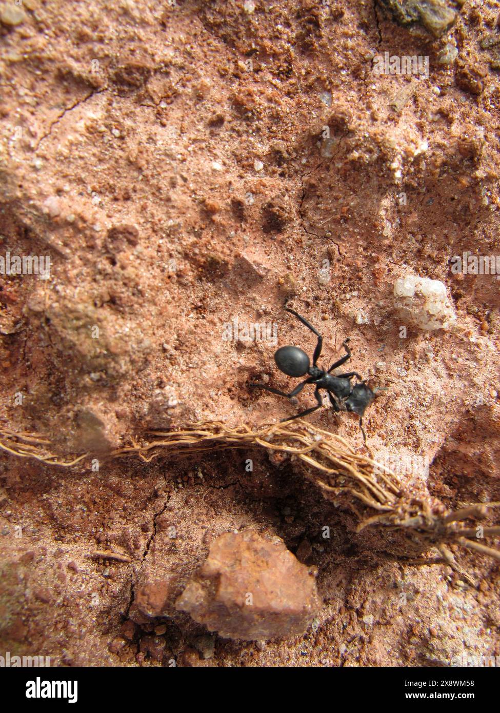 Black ant, walking across the red earth floor, dry and cracked ...