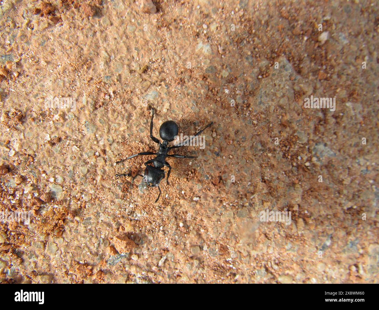 Ant walking across the red earth, cracked soil, with dry and green ...