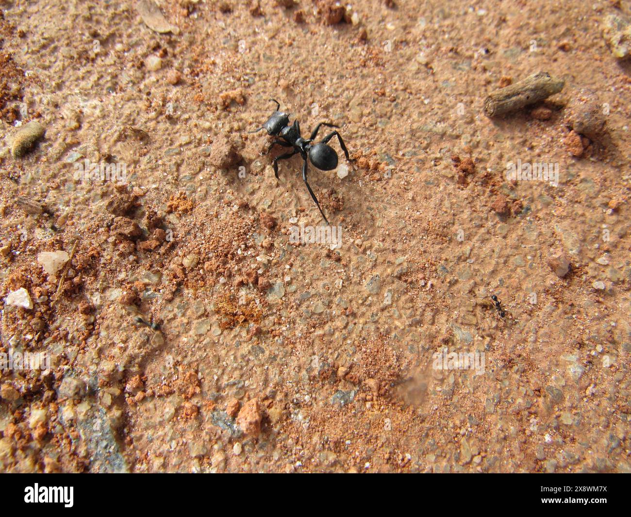 Black ant, walking across the red earth floor, dry and cracked, uneven ...