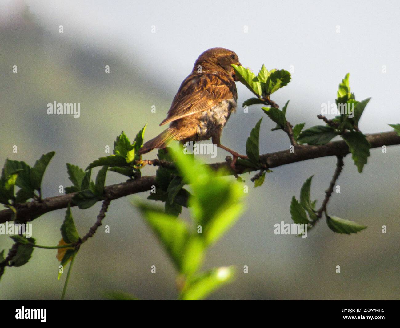 Sparrow bird, standing with its little feet planted on the branch of a ...