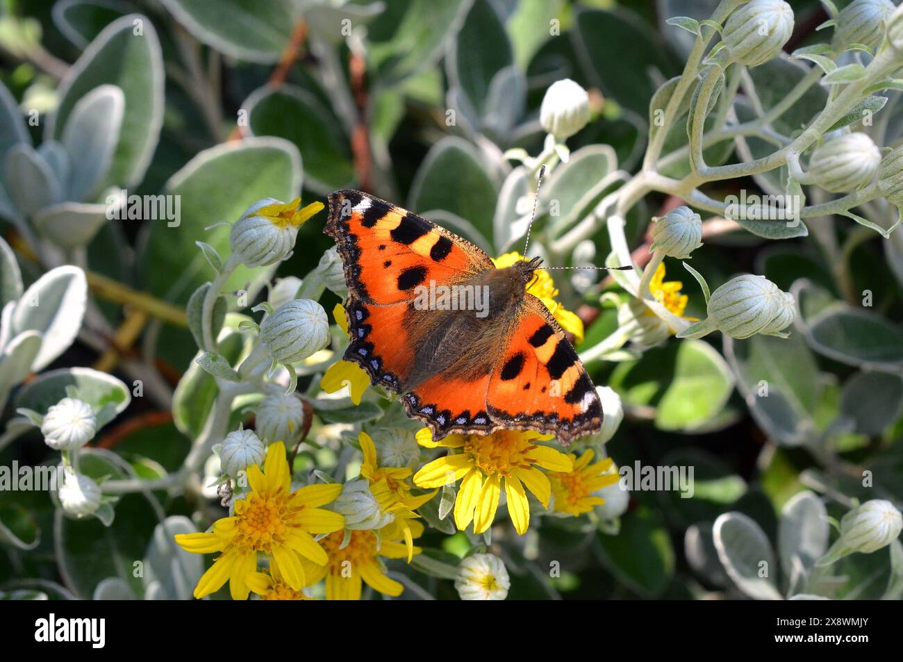 A beautiful photograph of a tortoiseshell butterfly Stock Photo - Alamy