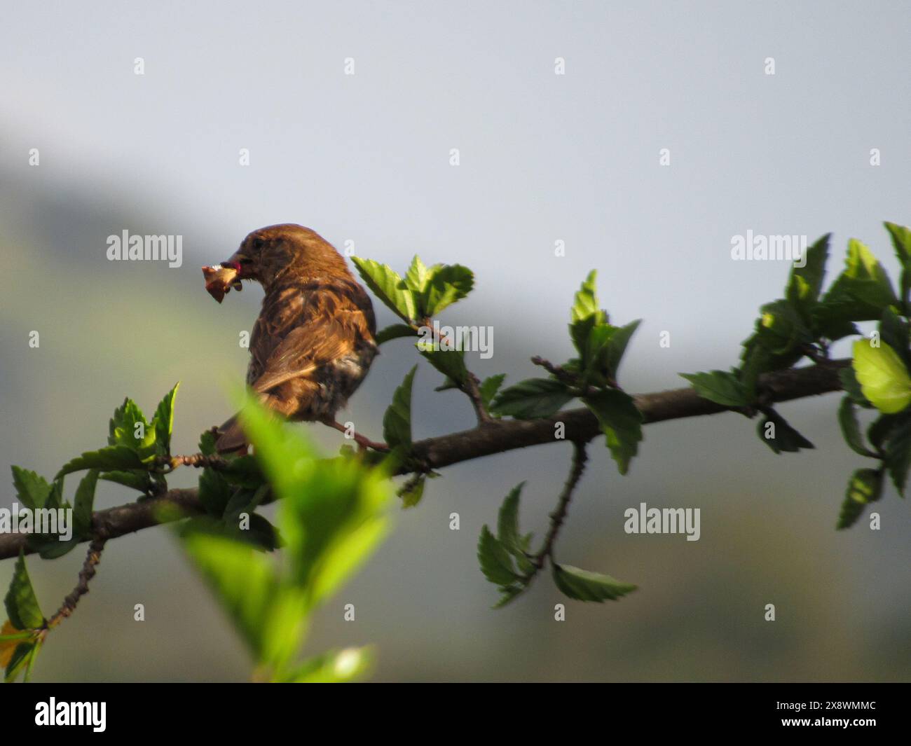 Sparrow bird, standing with its little feet planted on the branch of a ...