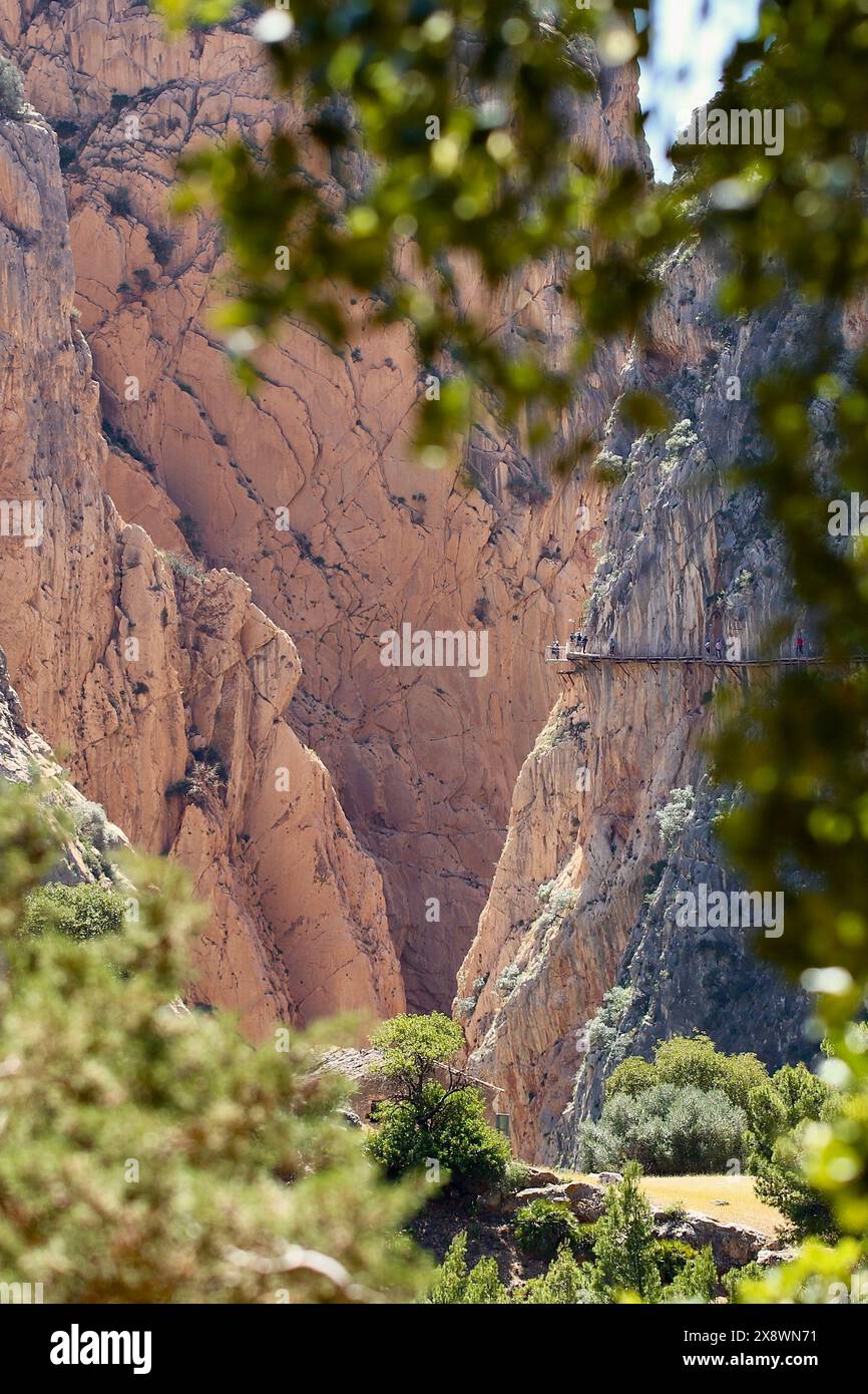 A view through the trees of the dizzyingly high walkway pinned to the ...
