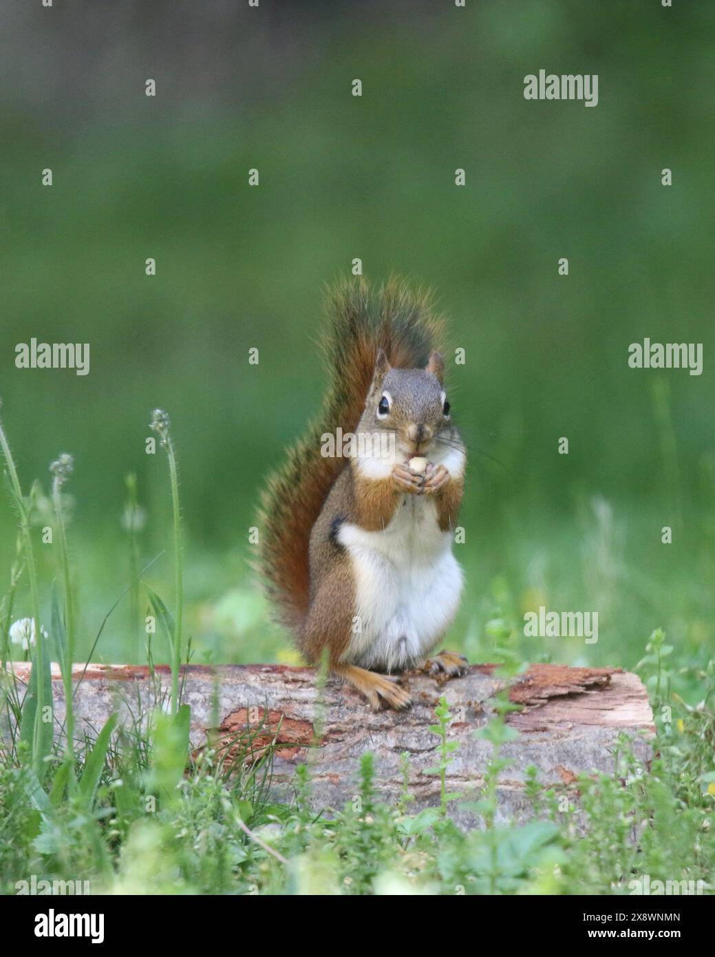 Cute little American red squirrel sitting on a log in a backyard eating ...