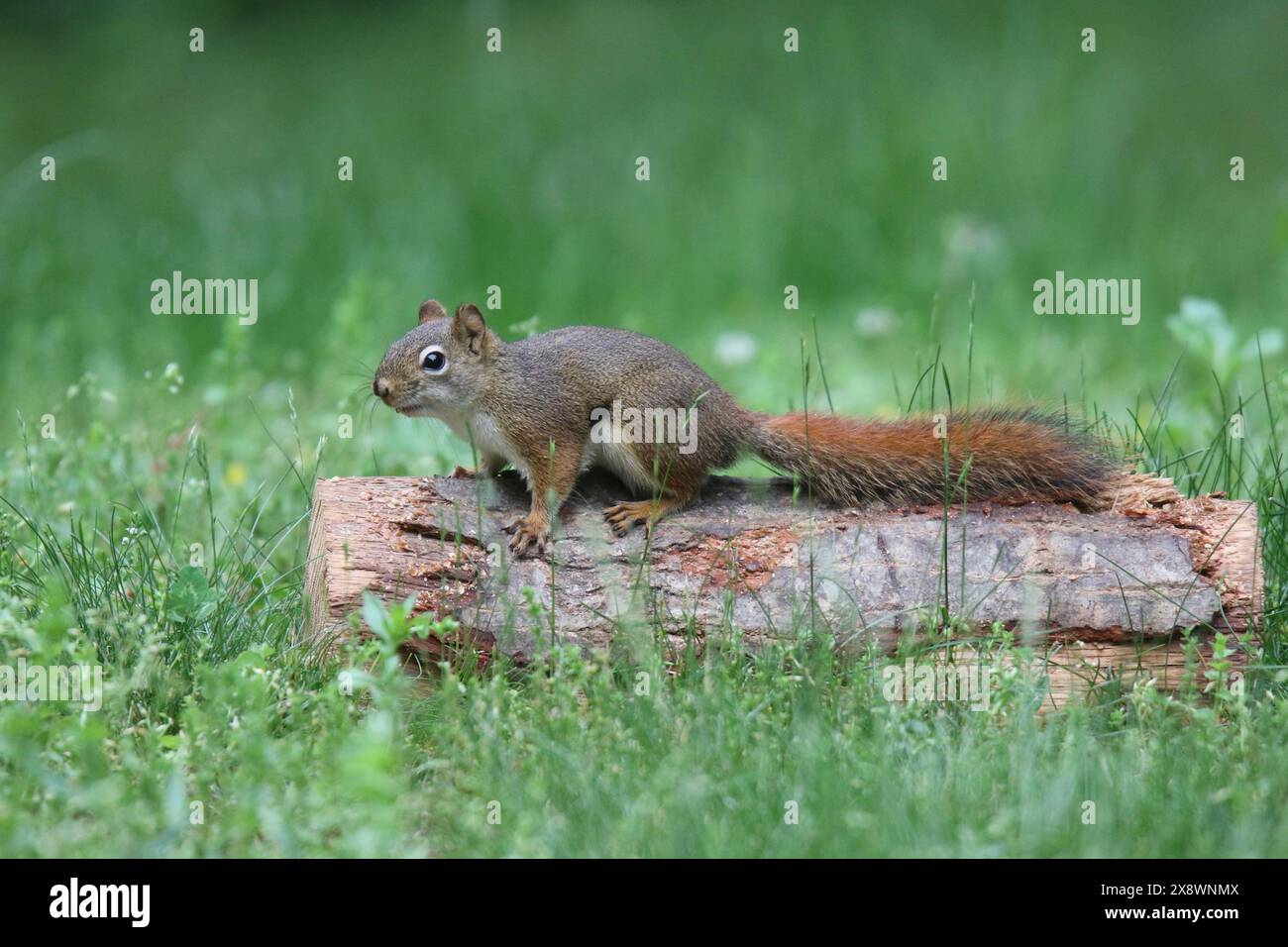 Cute little American red squirrel sitting on a log in a backyard eating ...