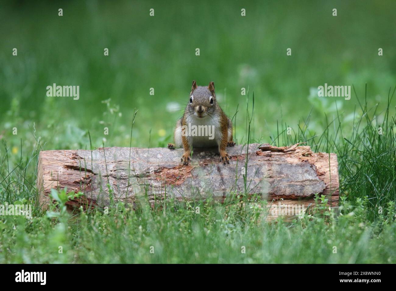 Cute little American red squirrel sitting on a log in a backyard eating ...
