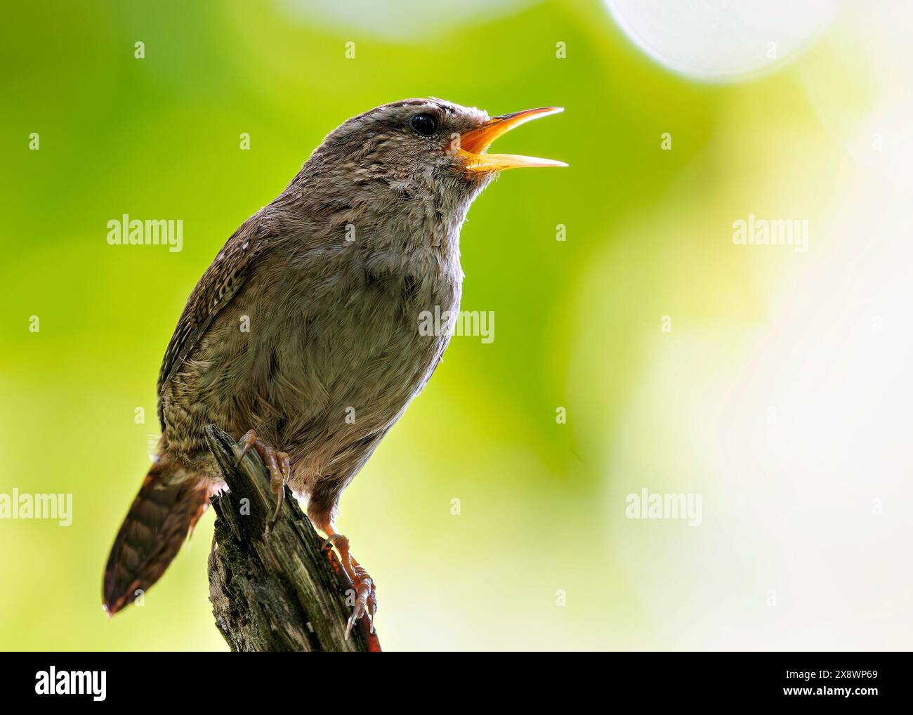 The European Wren, with its small size and rich song, forages in Father ...