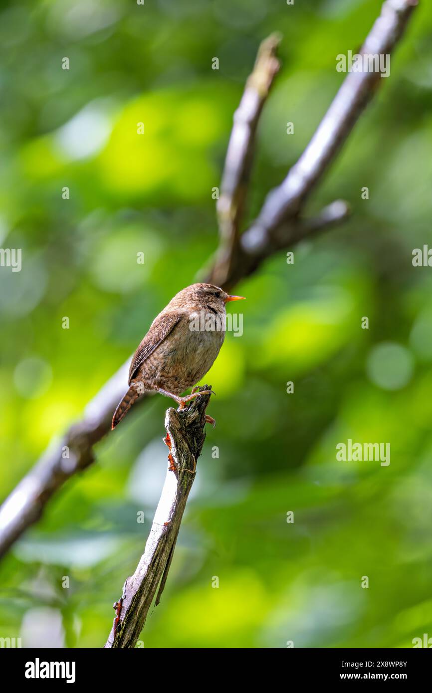 The European Wren, with its small size and rich song, forages in Father ...