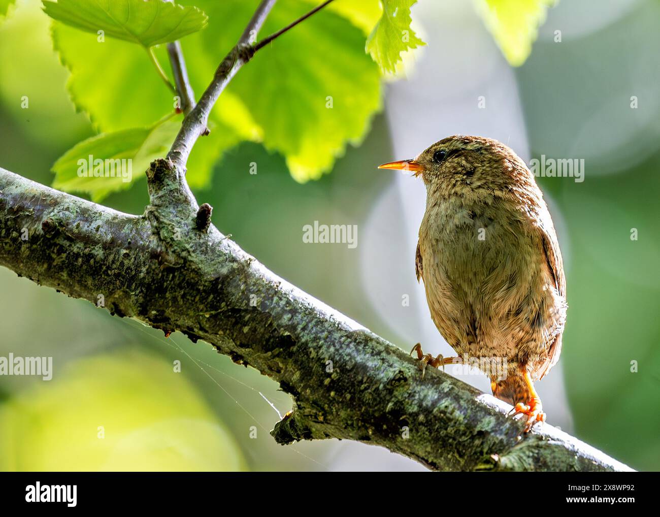 The European Wren, with its small size and rich song, forages in Father ...