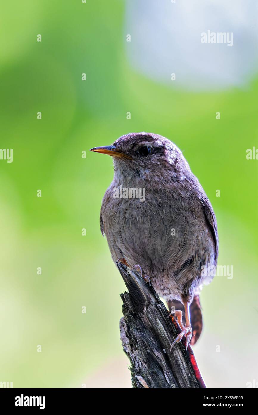 The European Wren, with its small size and rich song, forages in Father ...