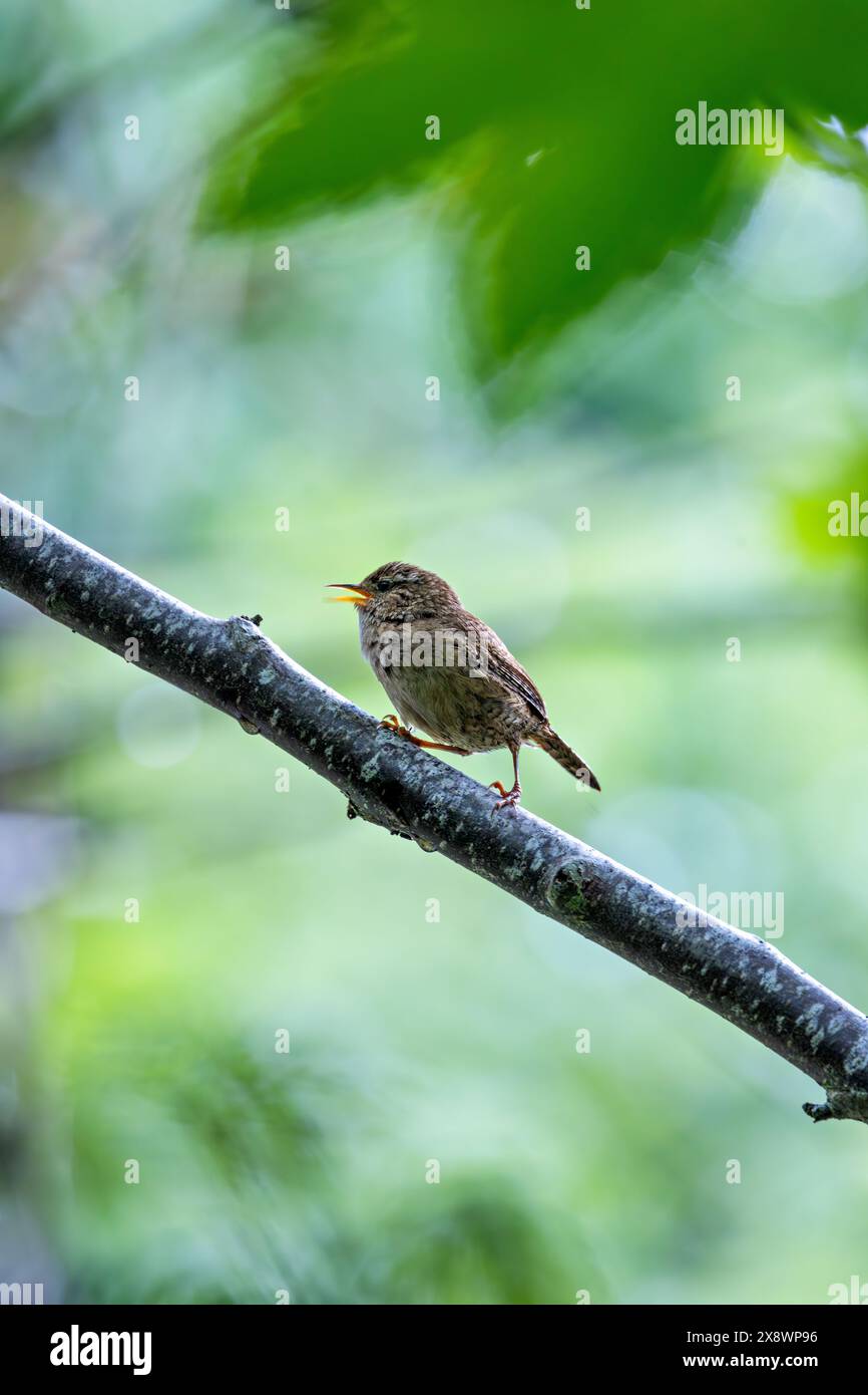 The European Wren, with its small size and rich song, forages in Father ...