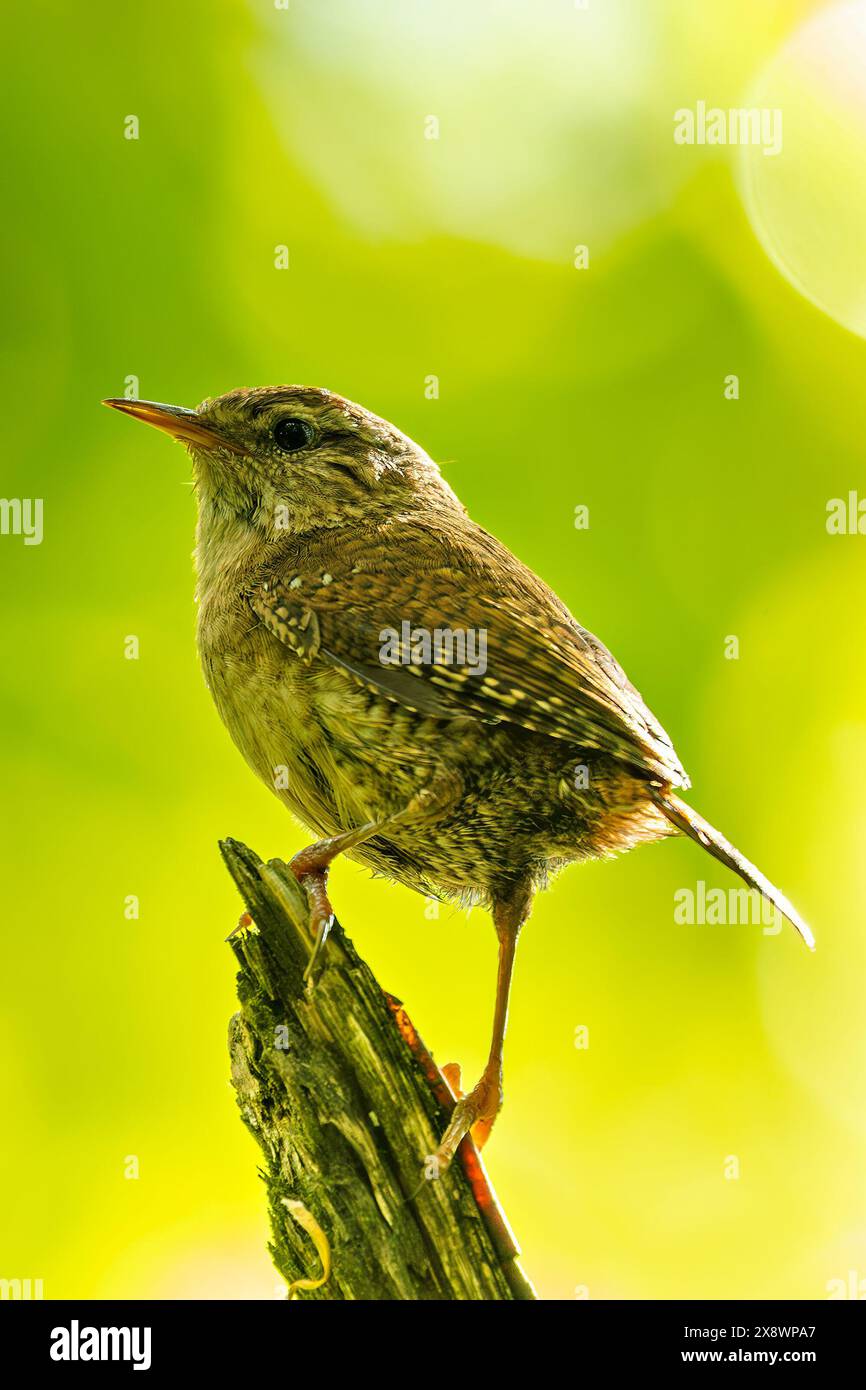 The European Wren, with its small size and rich song, forages in Father ...