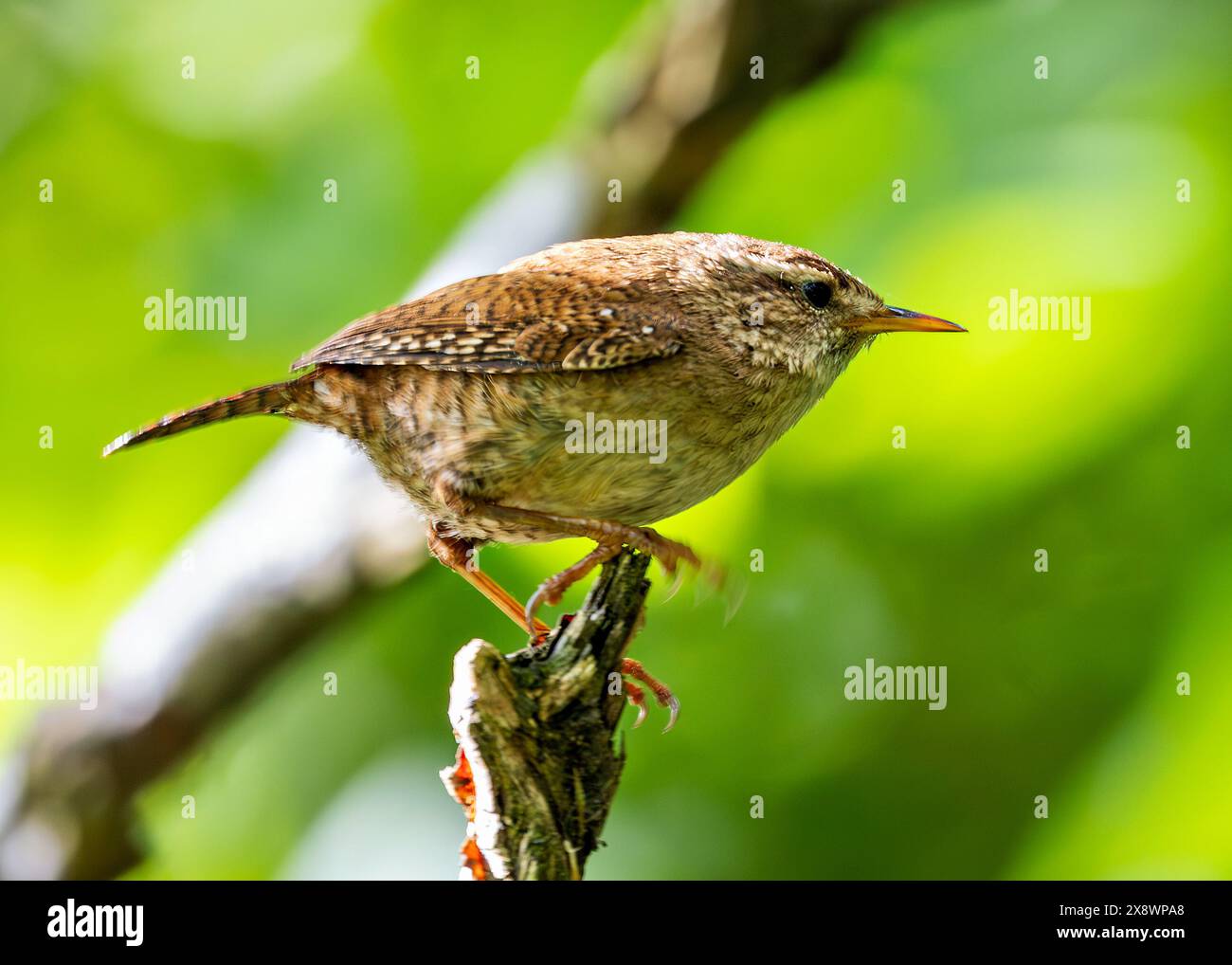 The European Wren, with its small size and rich song, forages in Father ...