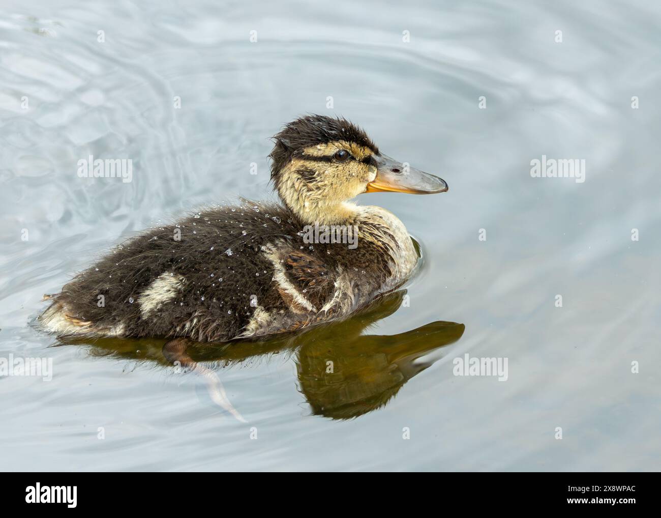 The Mallard Duckling, with its fluffy down and playful nature, explores ...