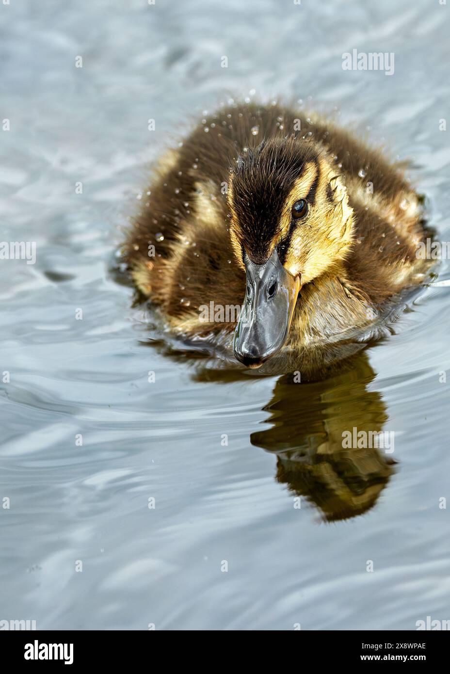 The Mallard Duckling, with its fluffy down and playful nature, explores ...