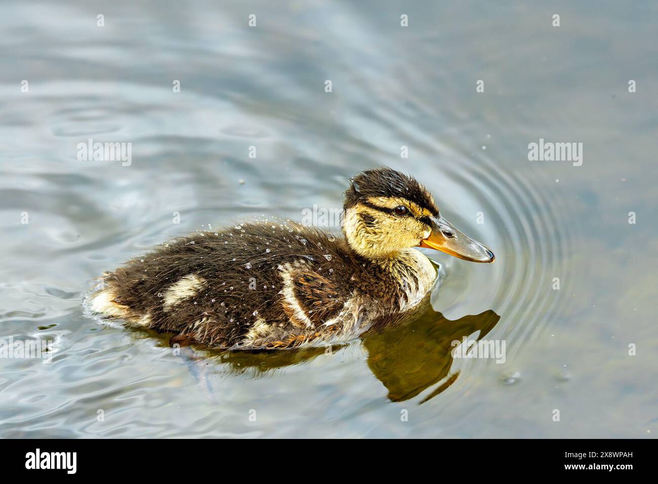 The Mallard Duckling, with its fluffy down and playful nature, explores ...
