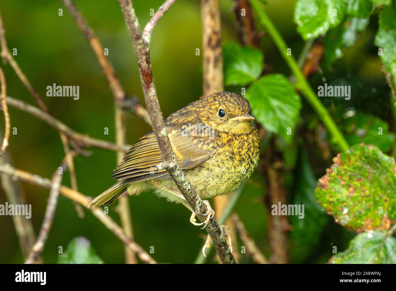 The juvenile European Robin, with its speckled brown plumage, explores ...
