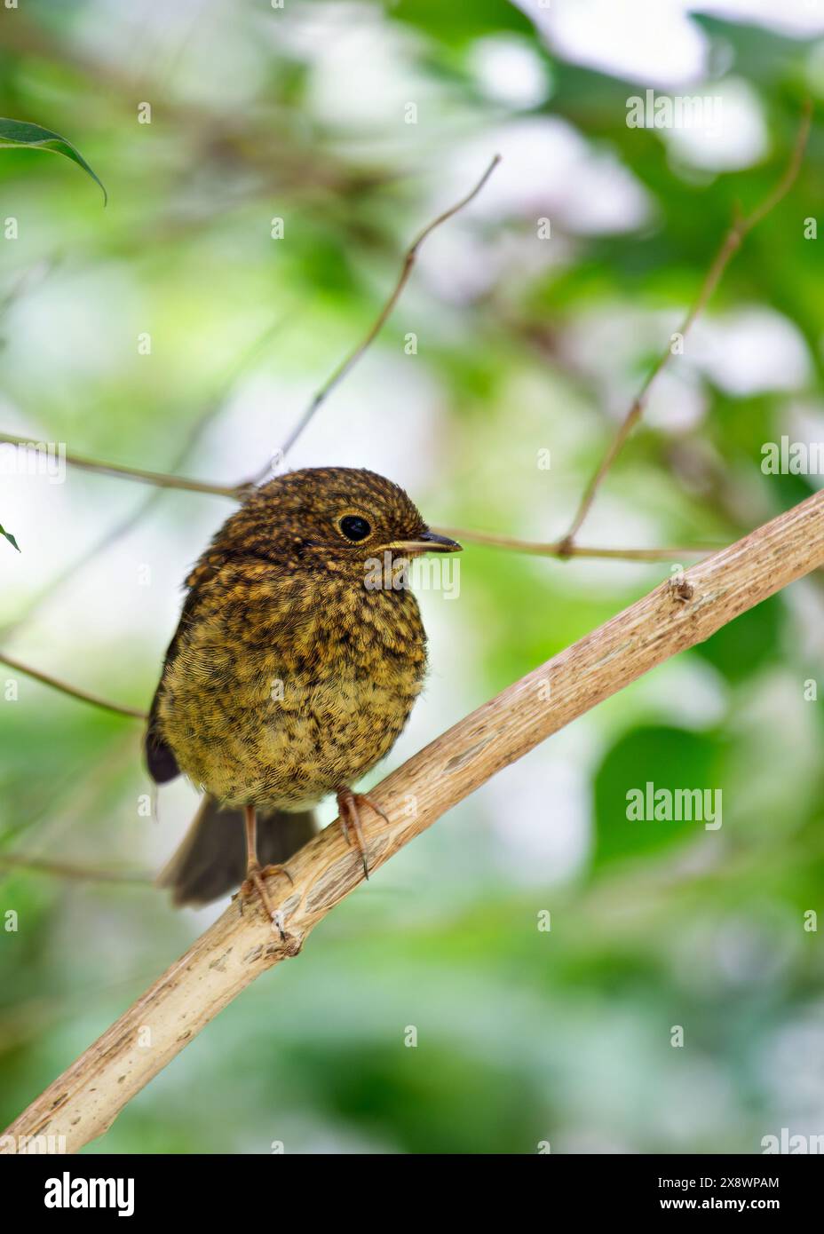 The juvenile European Robin, with its speckled brown plumage, explores ...