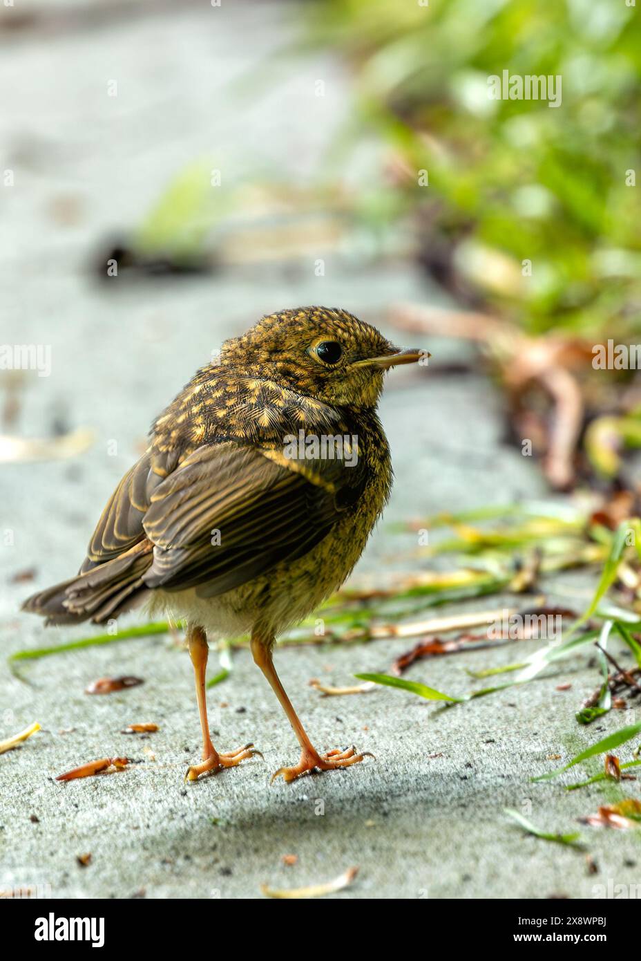 The juvenile European Robin, with its speckled brown plumage, explores ...