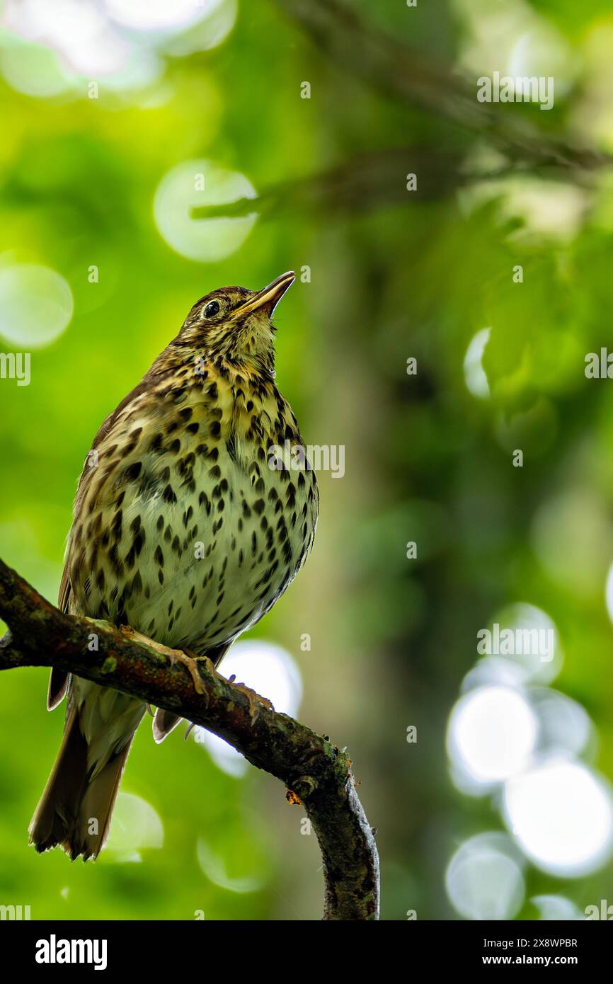 The Song Thrush, with its spotted brown plumage, sings melodiously in ...