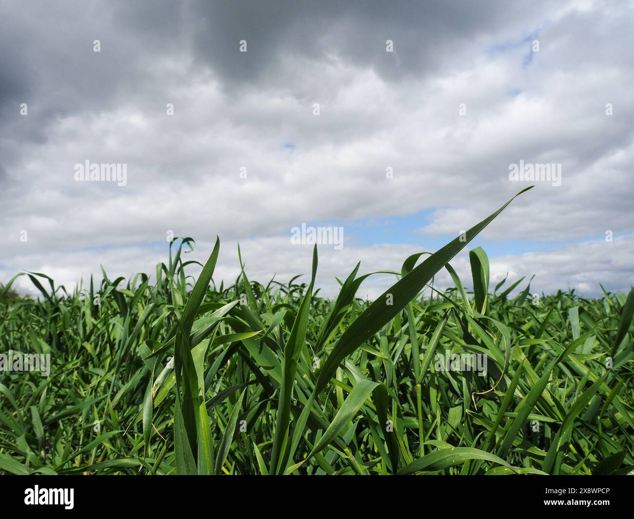 Rye field green immature hi-res stock photography and images - Alamy