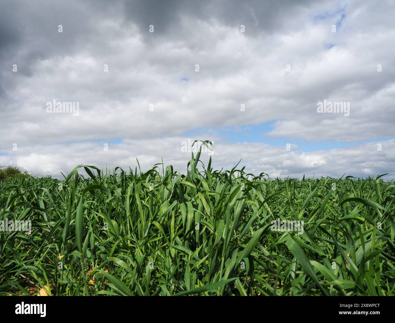 Rye field green immature hi-res stock photography and images - Alamy