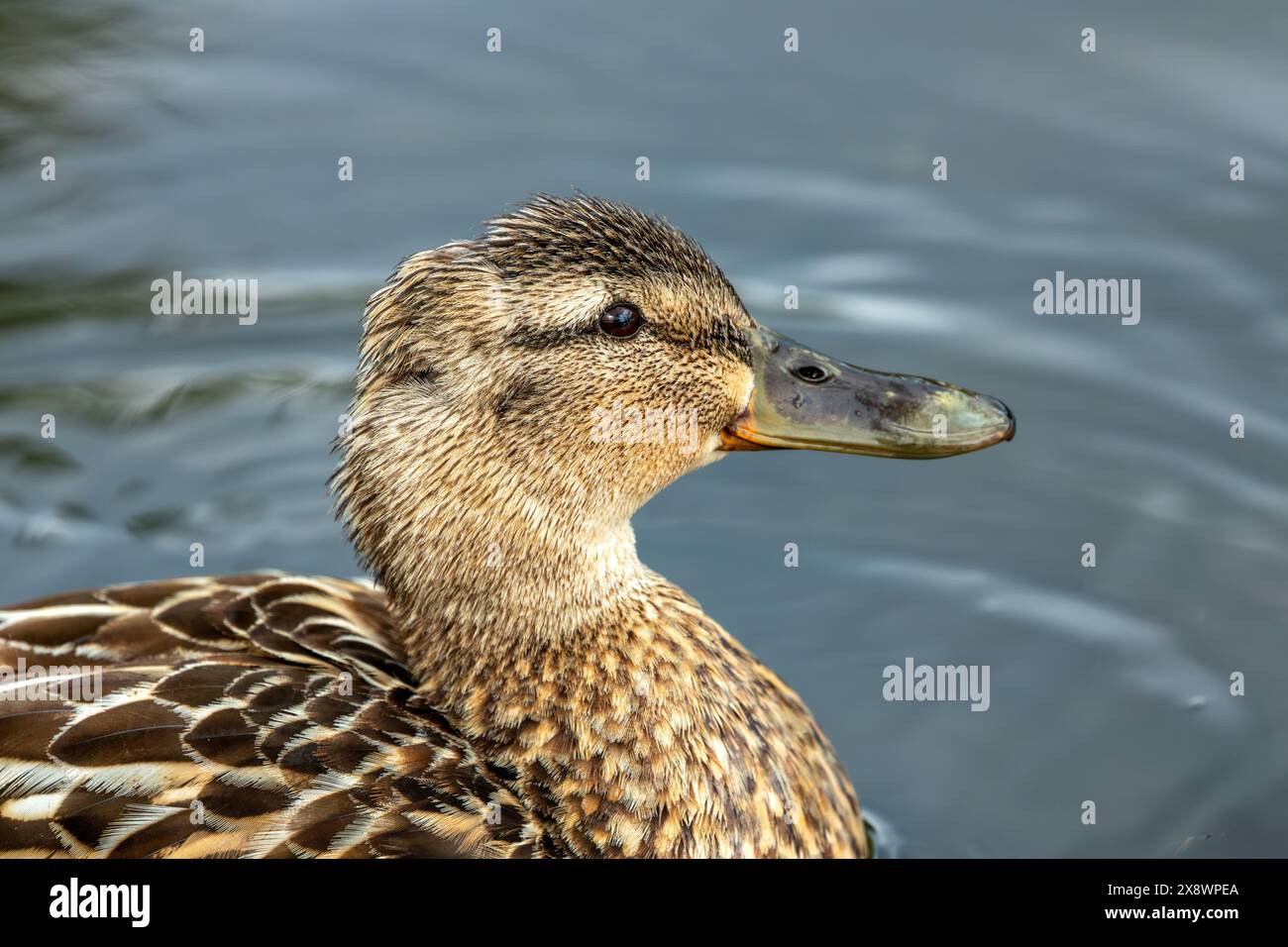 The female Mallard, with its mottled brown plumage, swims gracefully in ...