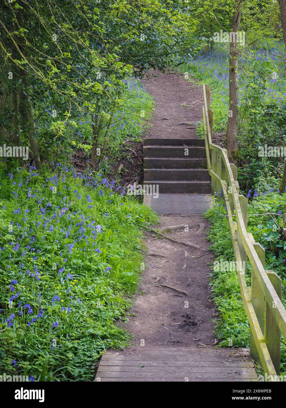 Empty path in mature woodland with bluebells Stock Photo - Alamy
