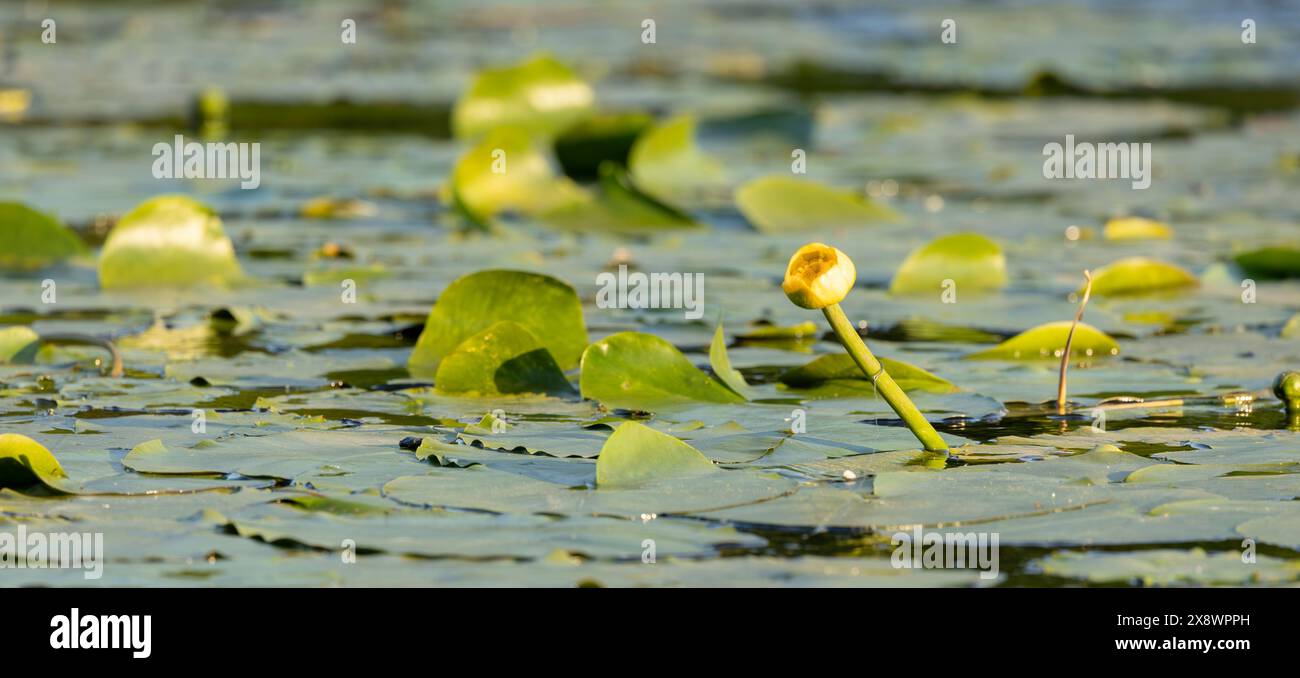 yellow water lily and green lily pad leaves on a fishing pond Stock ...