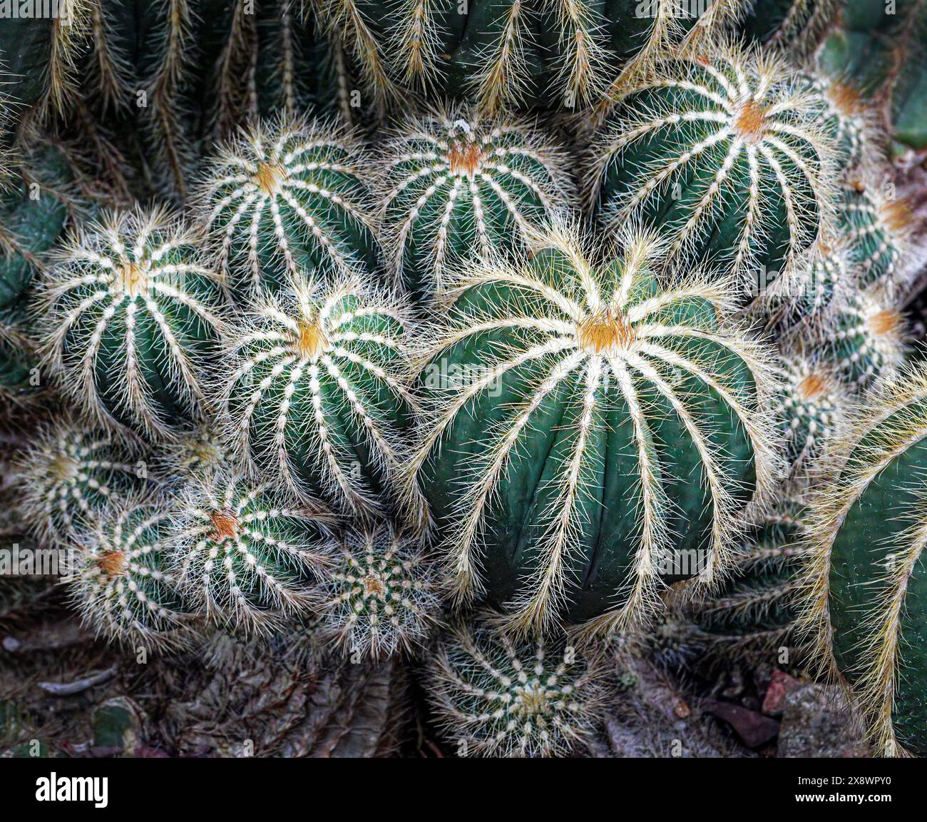 Spherical cacti with long white thorns closely clustered together. Each ...