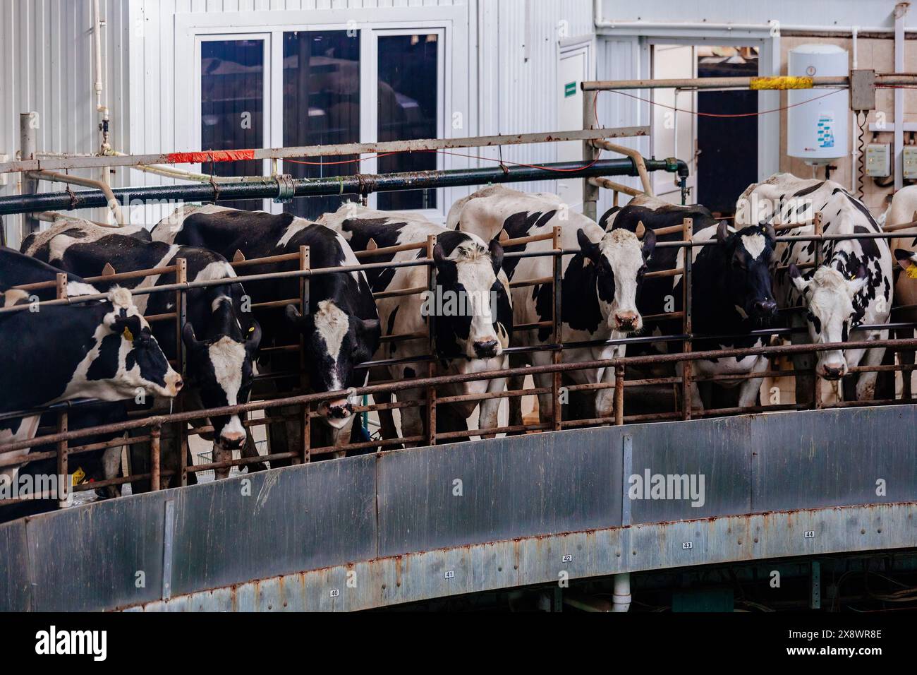Milking cows by automatic industrial milking rotary system in modern ...