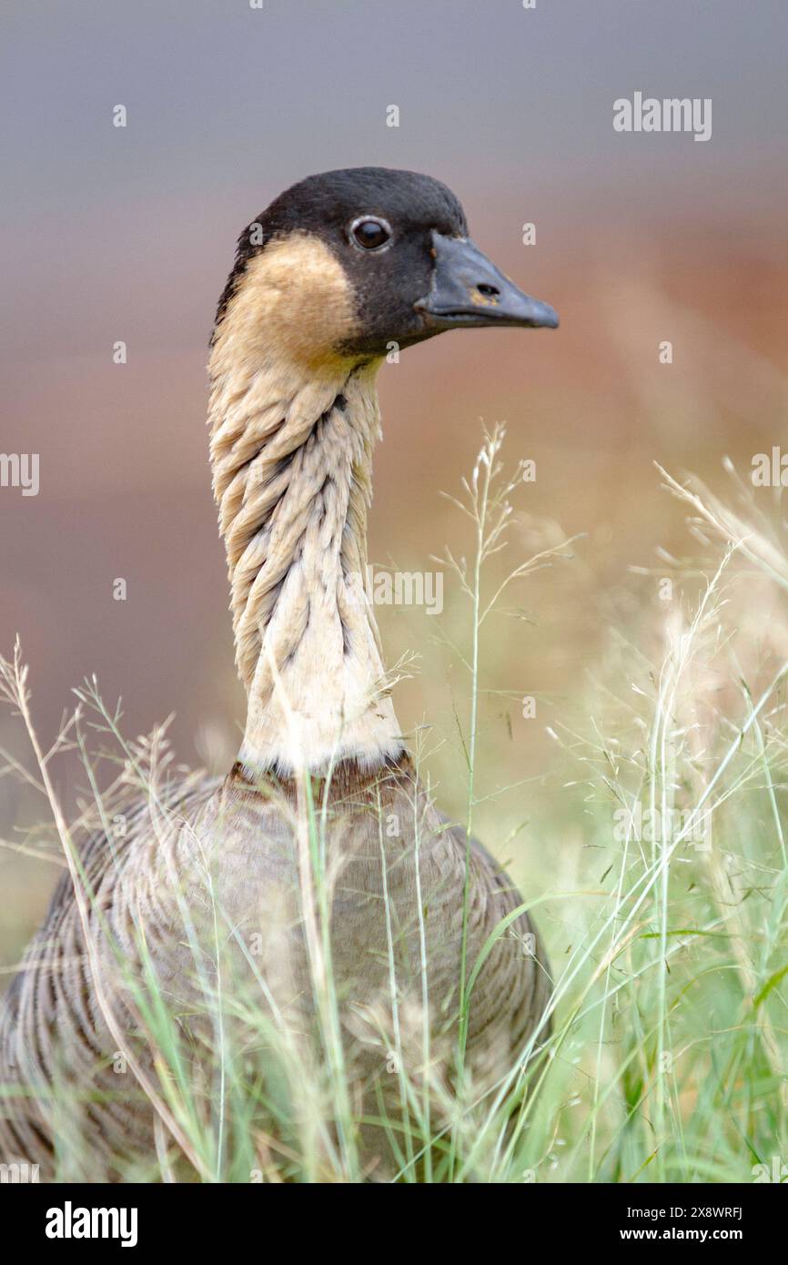nene, Hawaiian goose, Branta sandvicensis, Hawaii State Bird, endemic ...