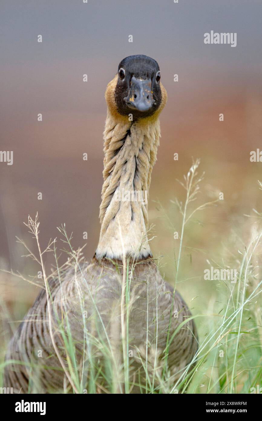 nene, Hawaiian goose, Branta sandvicensis, Hawaii State Bird, endemic ...