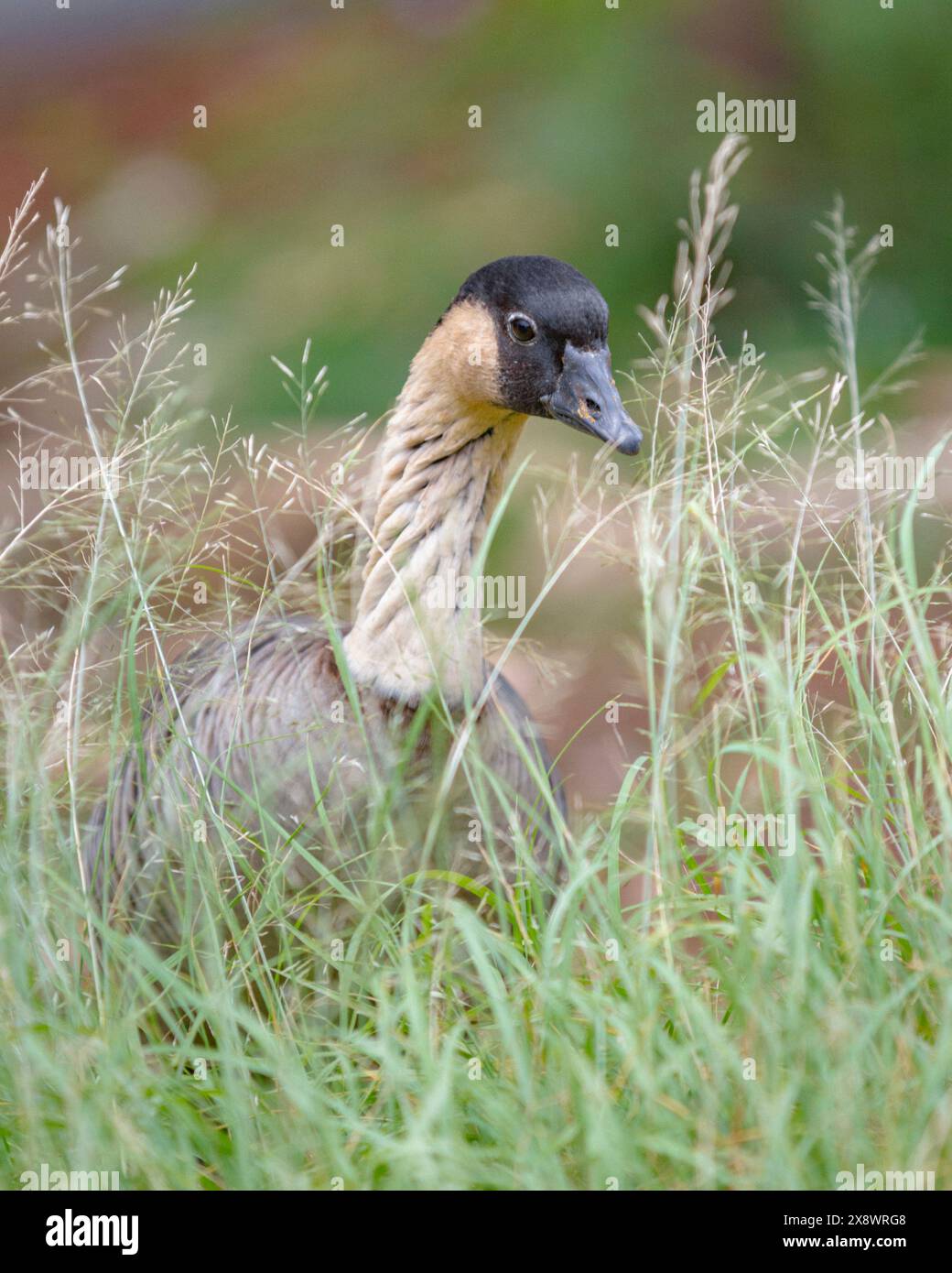 nene, Hawaiian goose, Branta sandvicensis, Hawaii State Bird, endemic ...