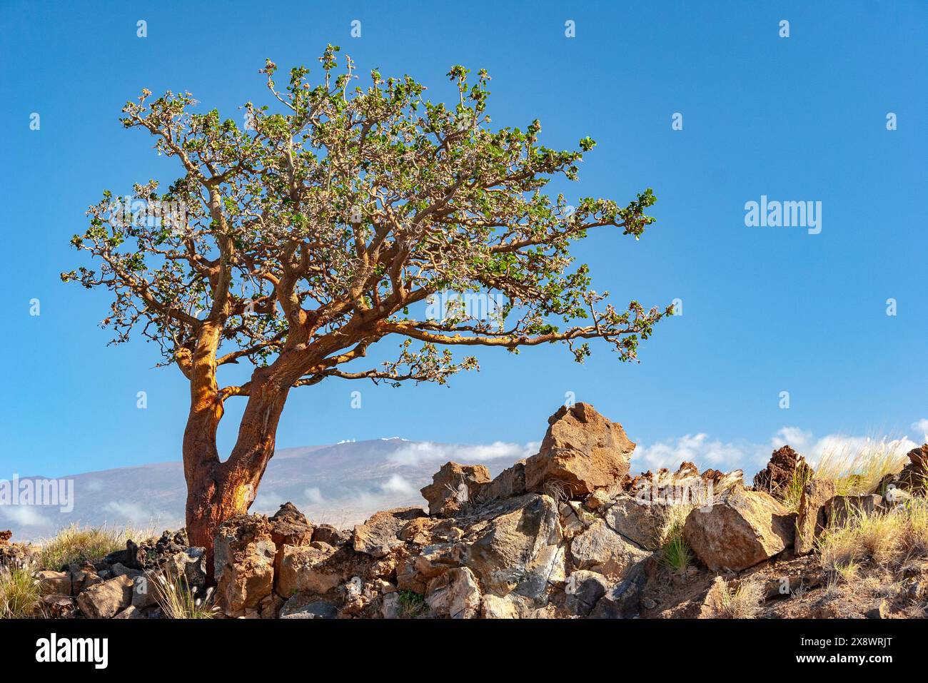 wiliwili, Erythrina sandwicensis, endemic and threatened Hawaiian tree ...