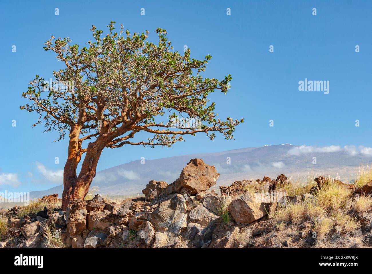 wiliwili, Erythrina sandwicensis, endemic and threatened Hawaiian tree ...