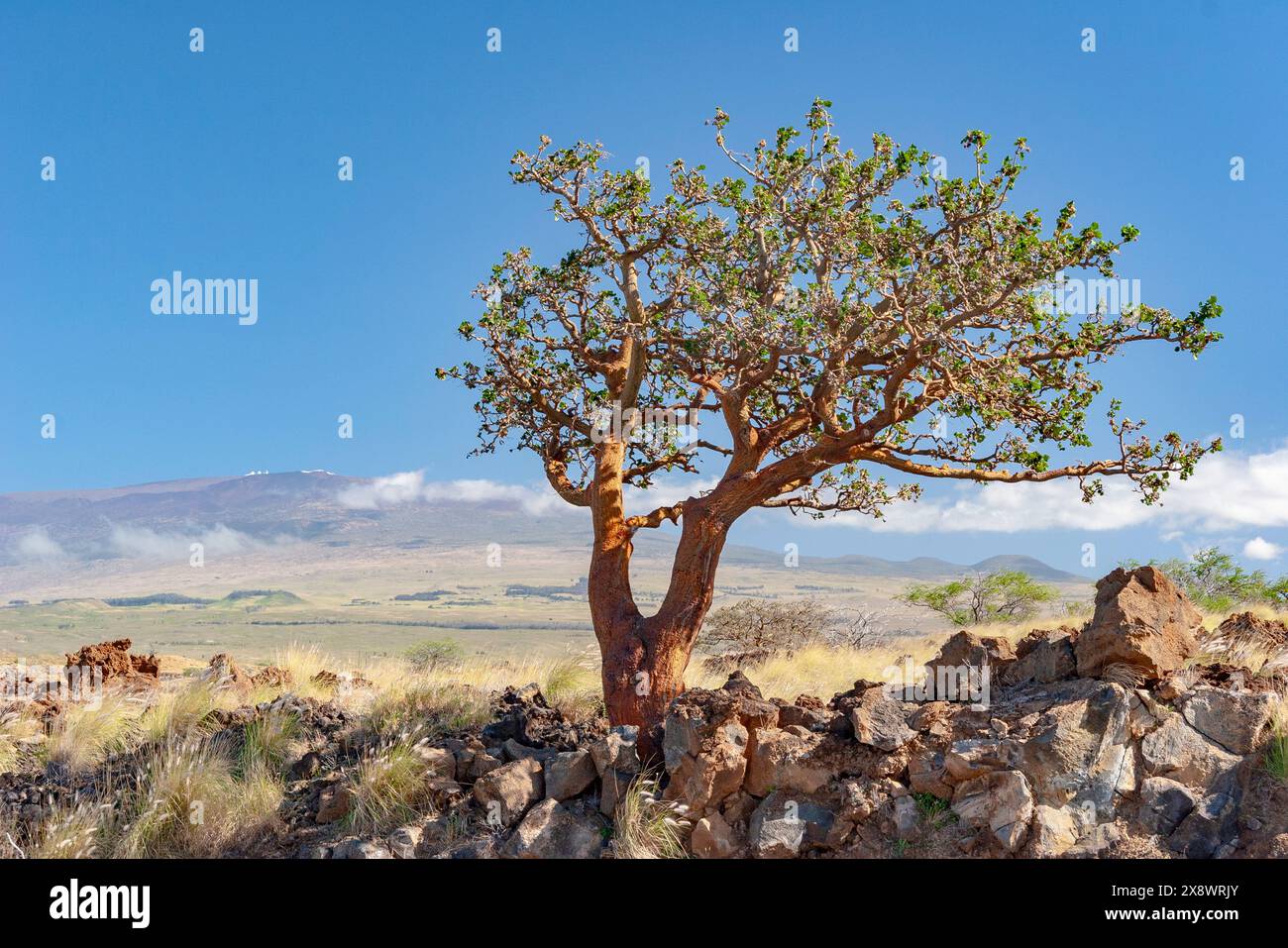 wiliwili, Erythrina sandwicensis, endemic and threatened Hawaiian tree ...