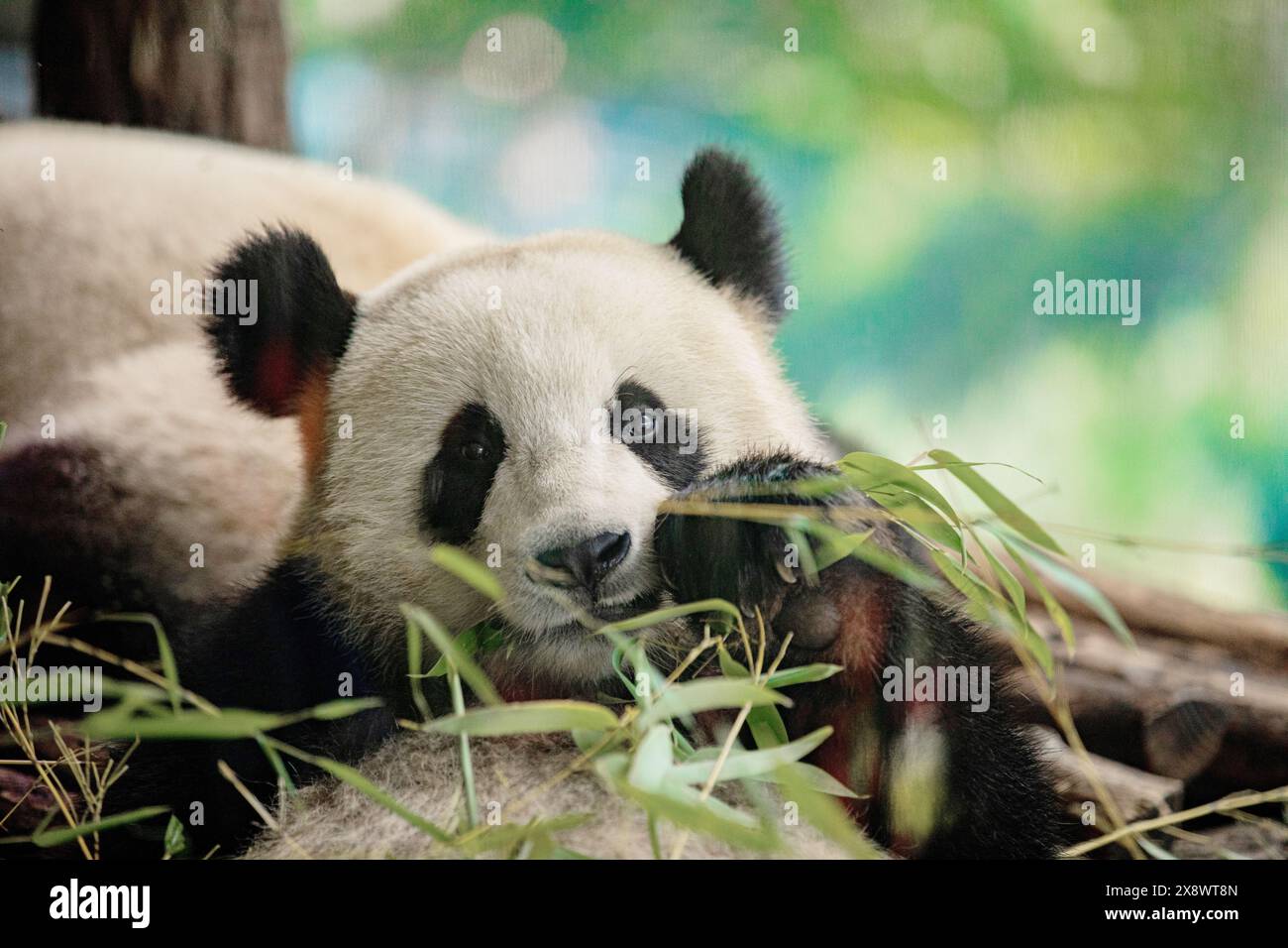 funny panda bear cubs in the zoo tumble and eat bamboo. natur vivid ...