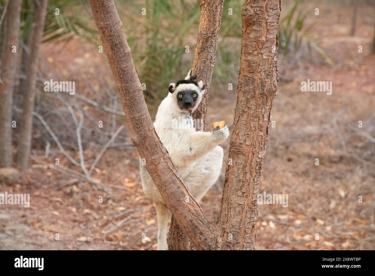 Verreaux's sifaka in Kimony hotel park. White sifaka with dark head on ...