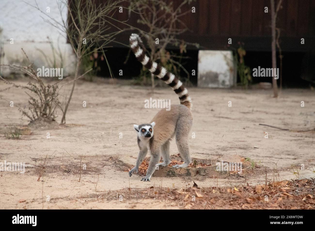 ring-tailed lemur, Lemur catta large strepsirrhine primate and most recognized lemur due long ...
