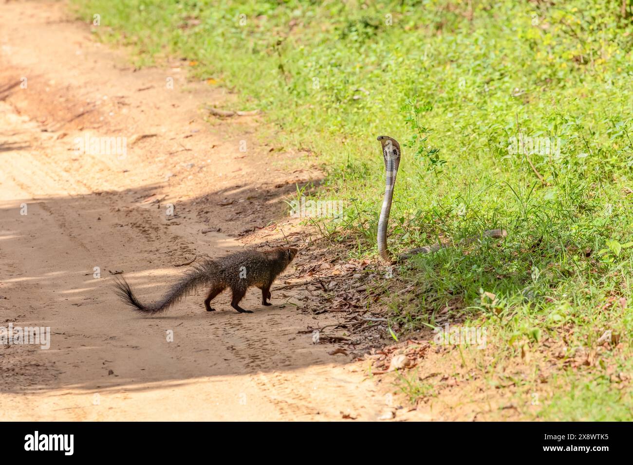 Asian mongoose fights with an aggressive cobra in the wild, natural ...