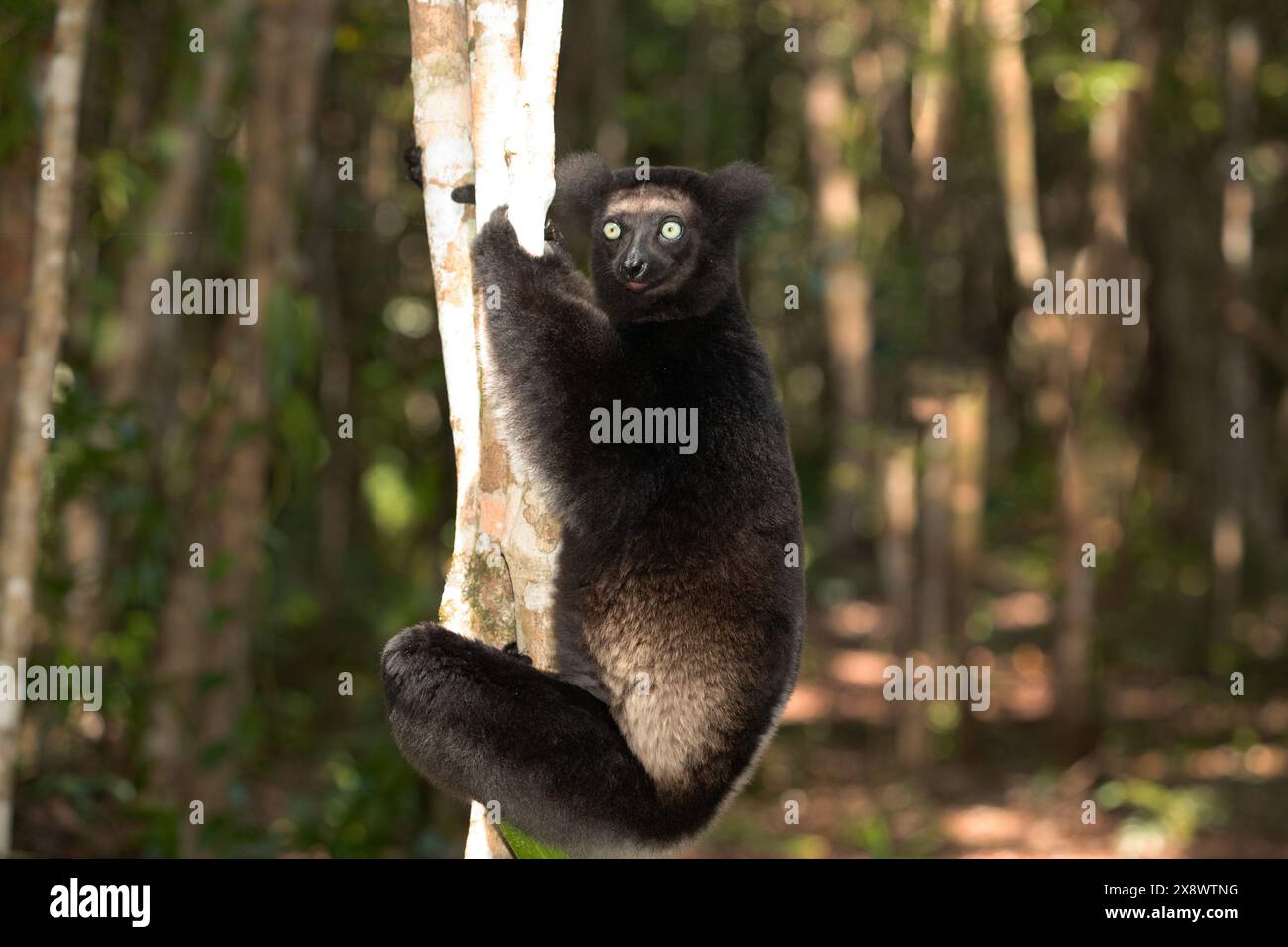 Lemur Indri indri, babakoto black and white largest lemur from ...