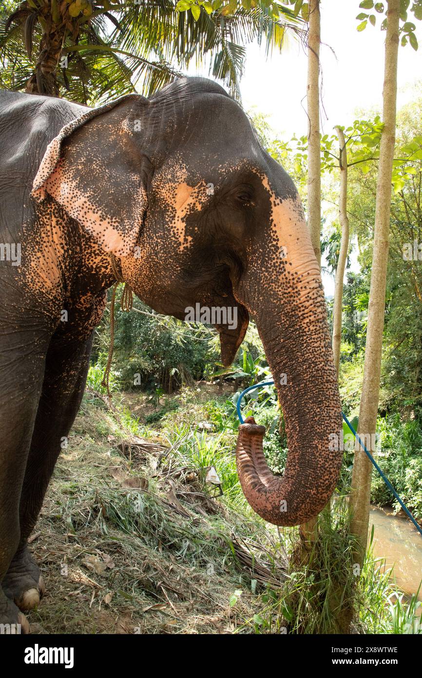 large Asian elephant with specific skin color, small gray dots on pink ...