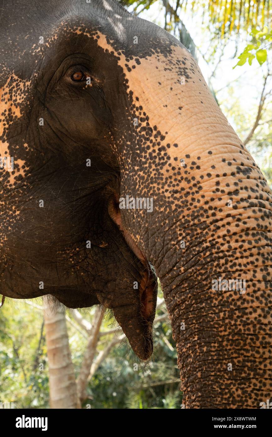 Elephant skin texture abstract background, Asian elephants skin texture ...