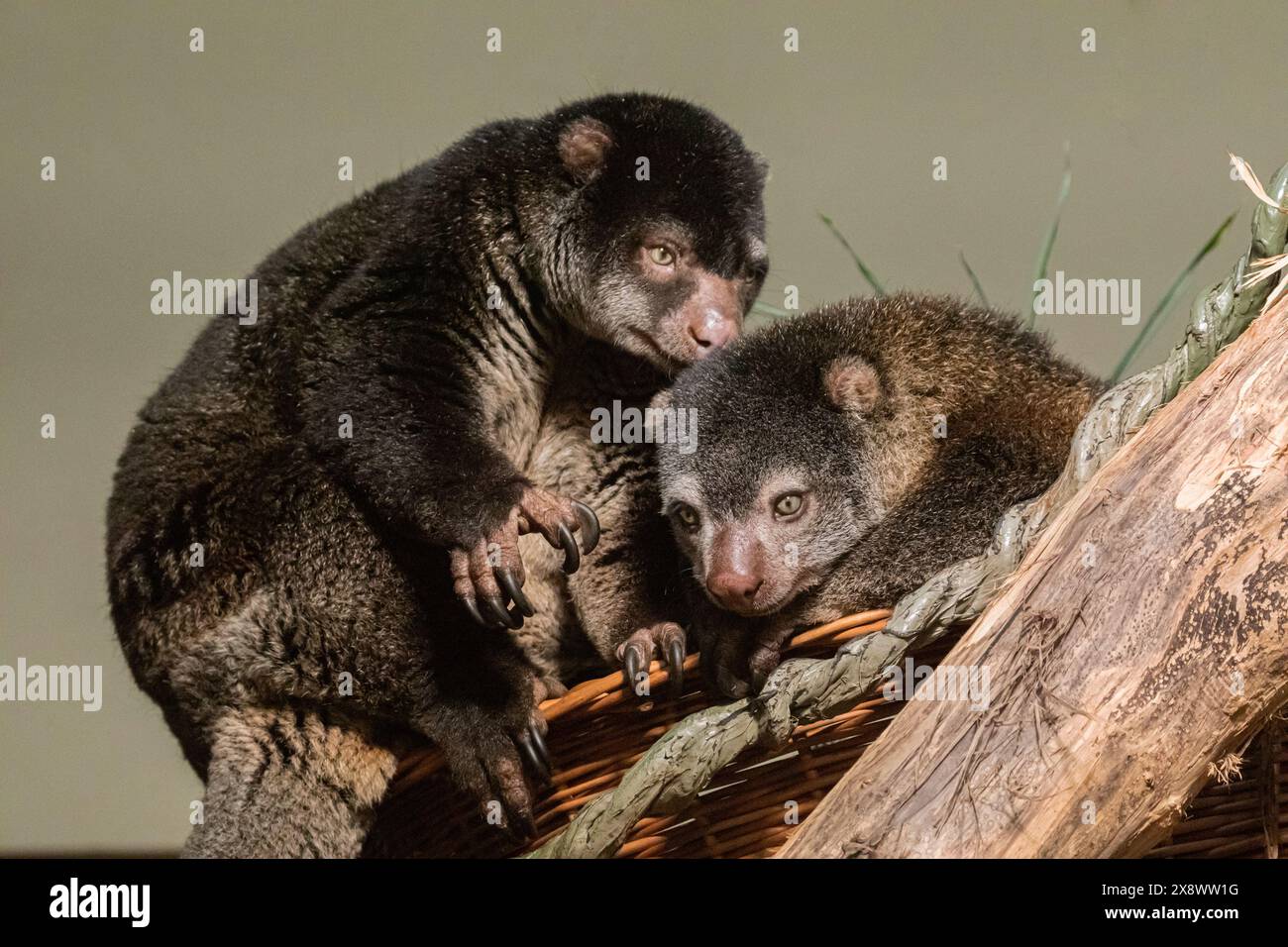 cute wild bear cuscus aulirops ursinus arboreal against blure ...