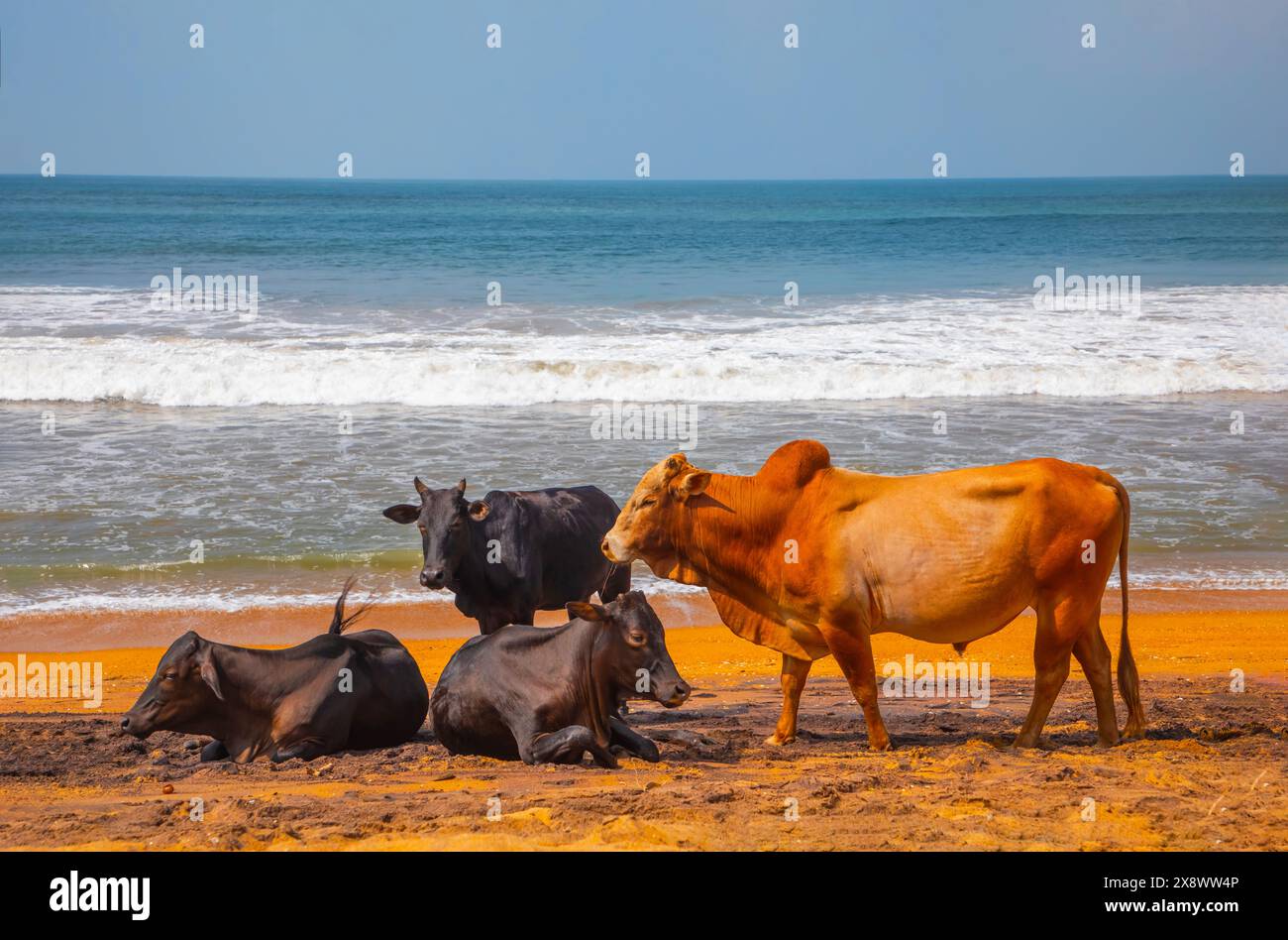 Cows rest lying and standing on traditional oher beach of Sri Lanka ...