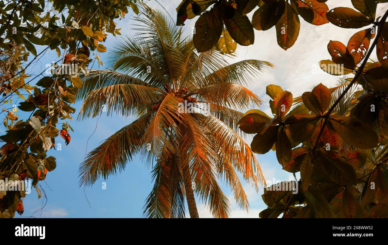 Palm trees in tropical jungle forest in a sunny day. Action. Green ...