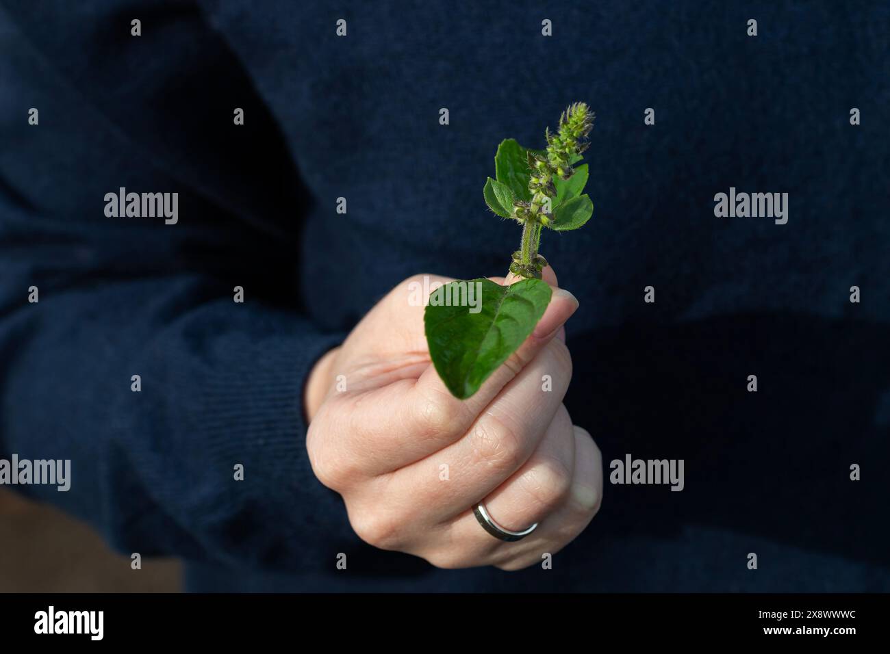 Hands holding fresh basil leaves for vegan pesto Stock Photo - Alamy
